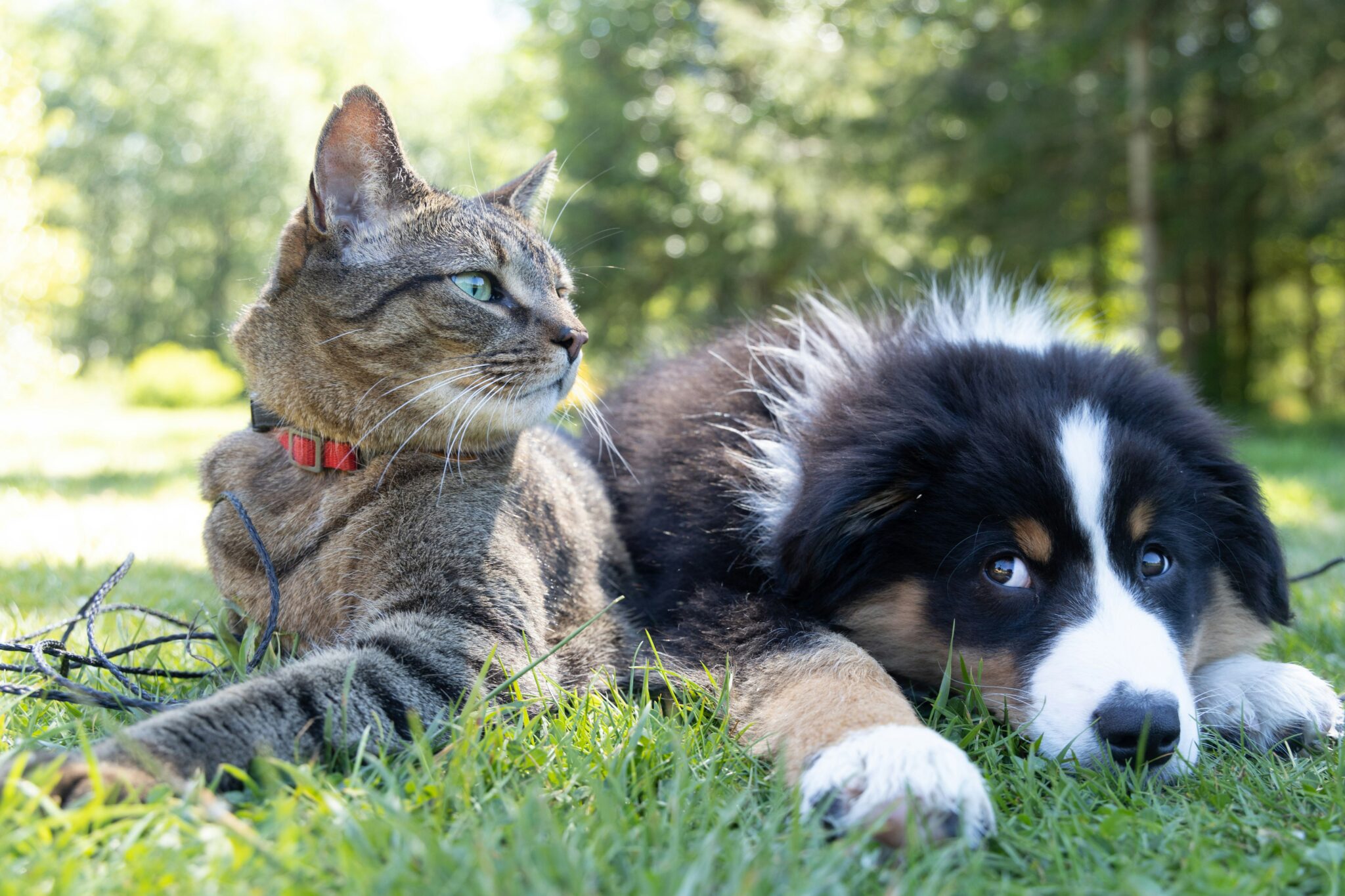Hund und Katze aneinander gewöhnen: So geht es