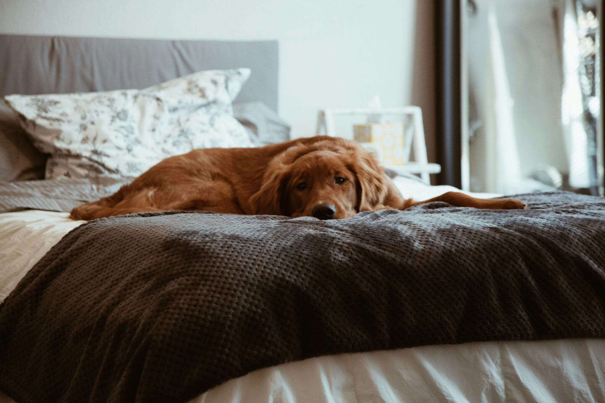 Hunde im Bett: Vor- und Nachteile des gemeinsamen Schlafens