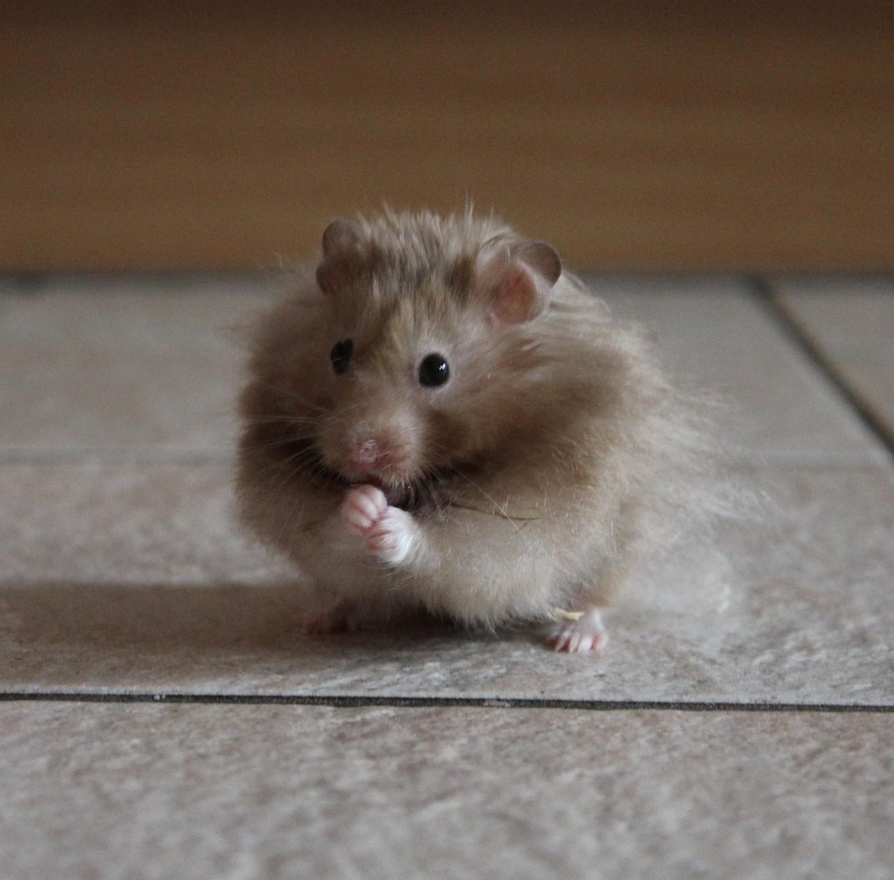 Teddyhamster: Der flauschige Nager mit großem Charakter - haustiere ...