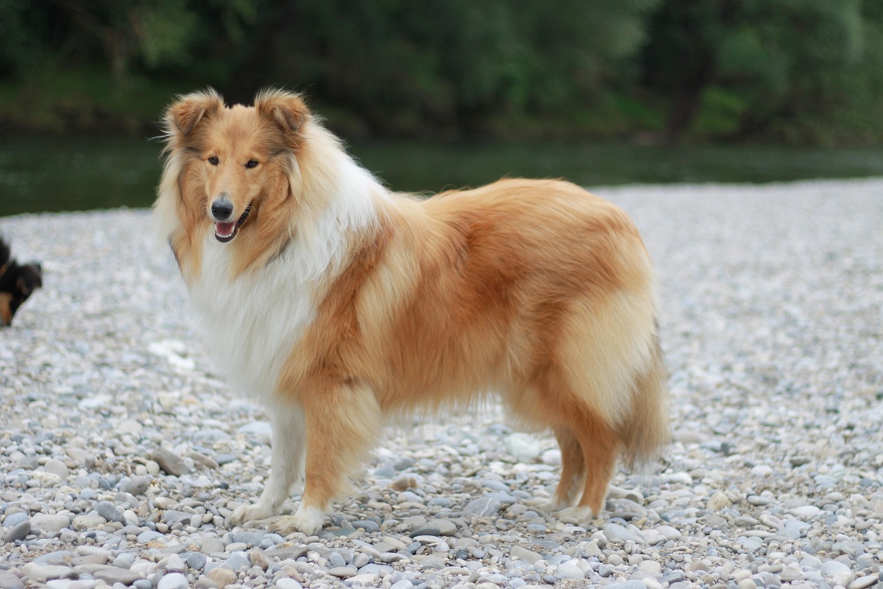 Collie – der perfekte Familienhund mit Intelligenz und Herz - haustiere ...