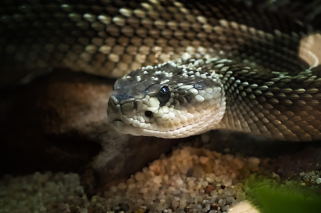 Schlange auf Straße gefunden: Passant begegnet Königsboa